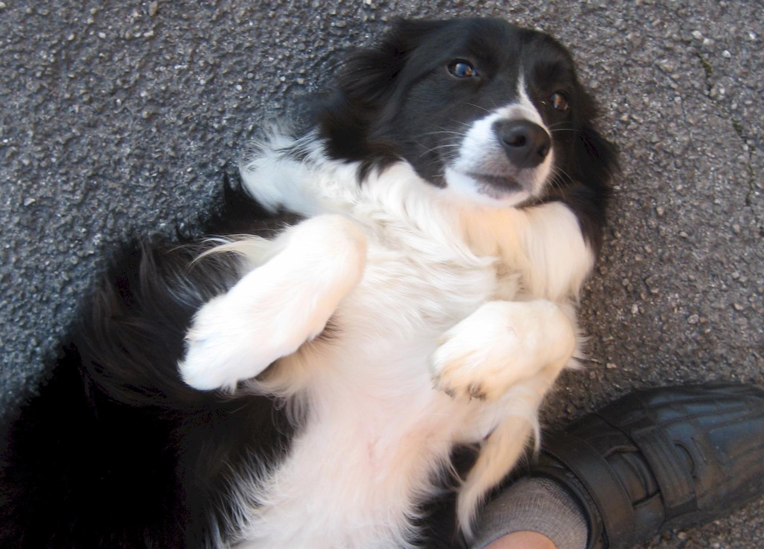 Human Powered Lights | Push Bikes